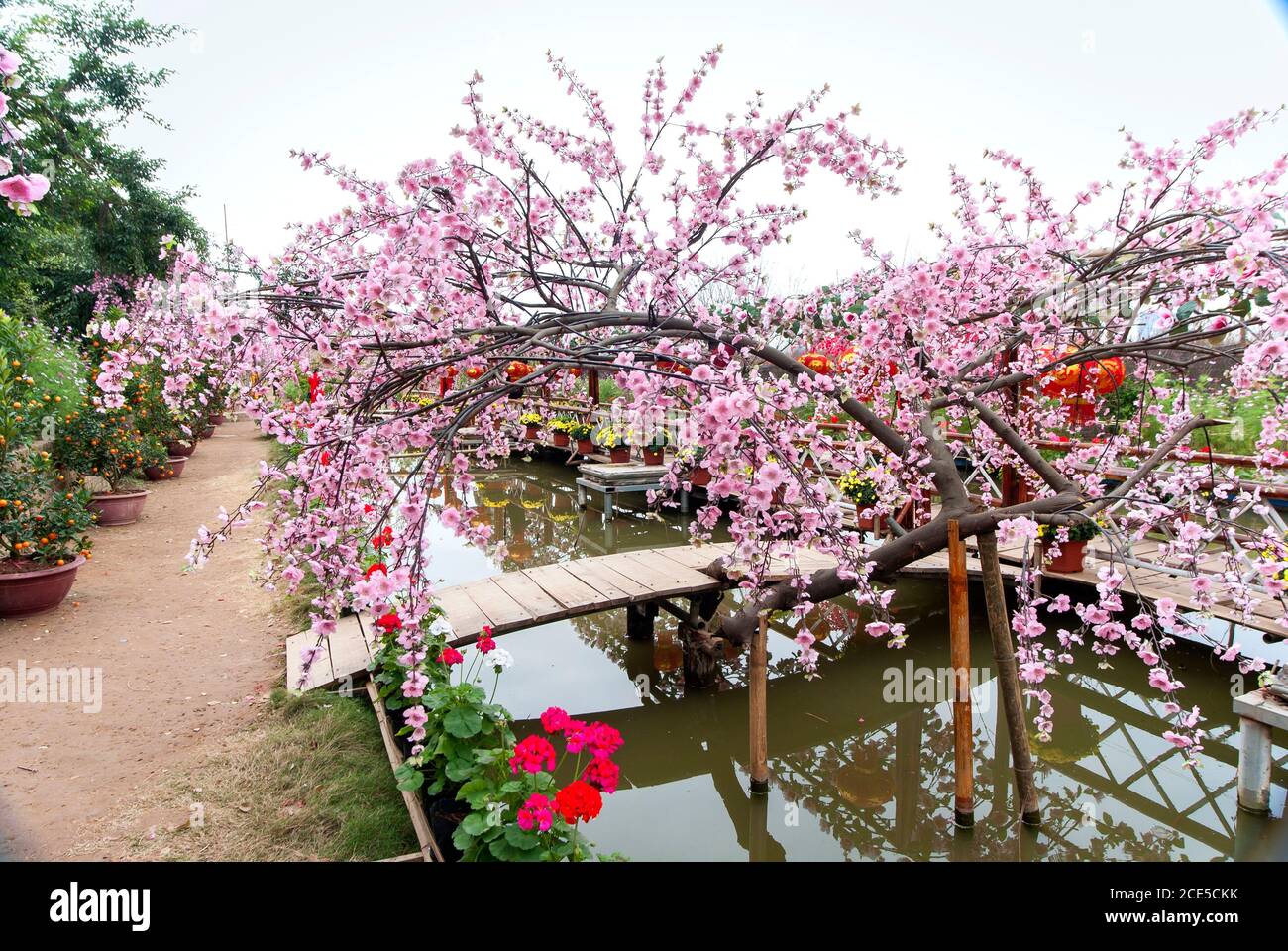 Nhat Tan flower garden, a suburb of Ha Noi, Vietnam in spring Stock ...