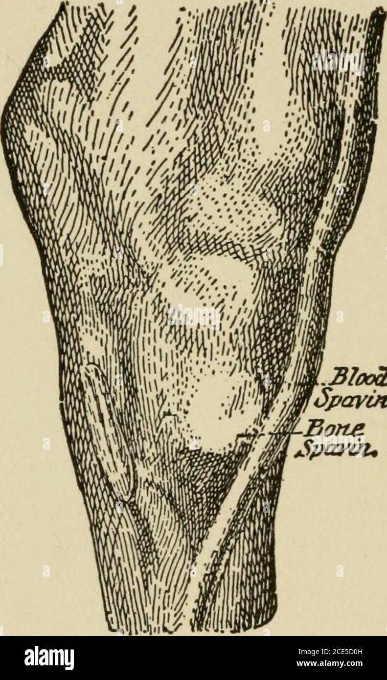 Bog spavin horse hi-res stock photography and images - Alamy