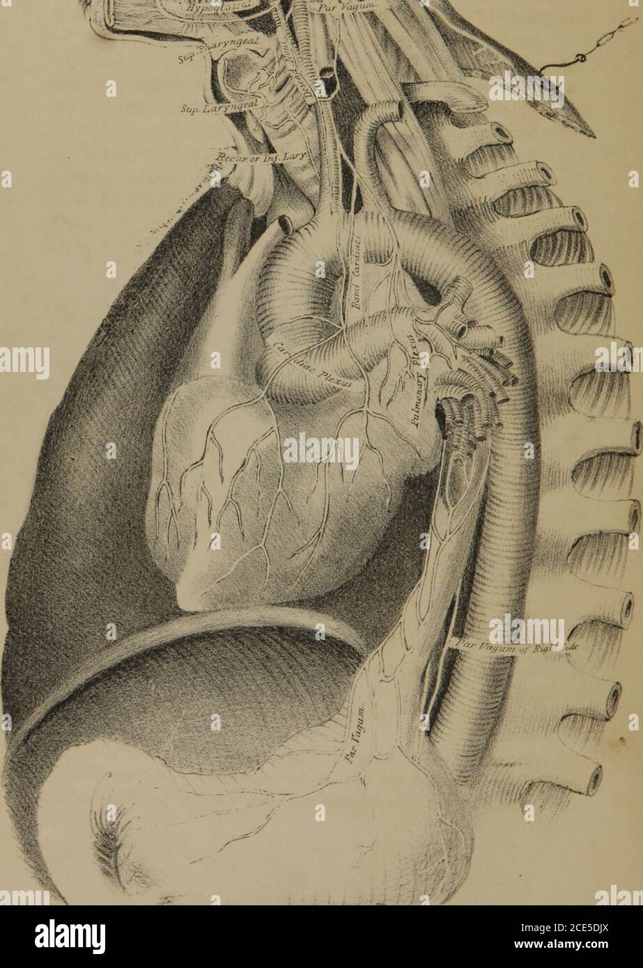 Pneumogastric nerve medical hi-res stock photography and images - Alamy