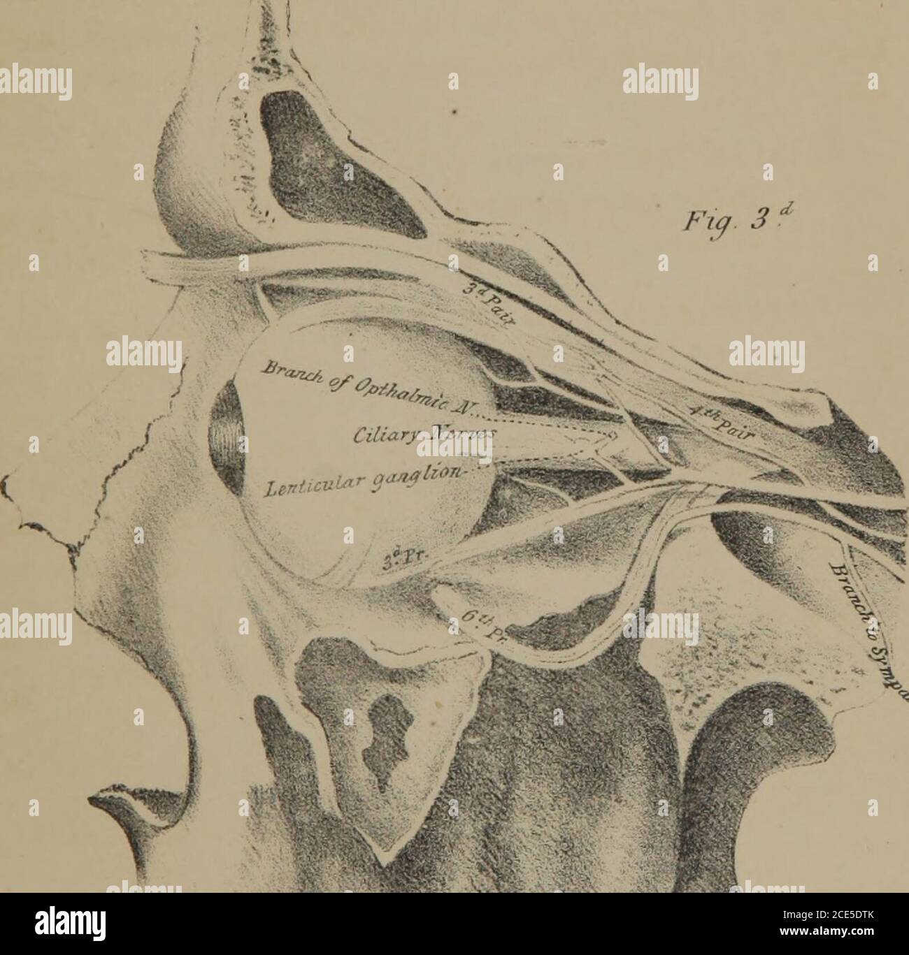 Cribriform plate hi-res stock photography and images - Alamy