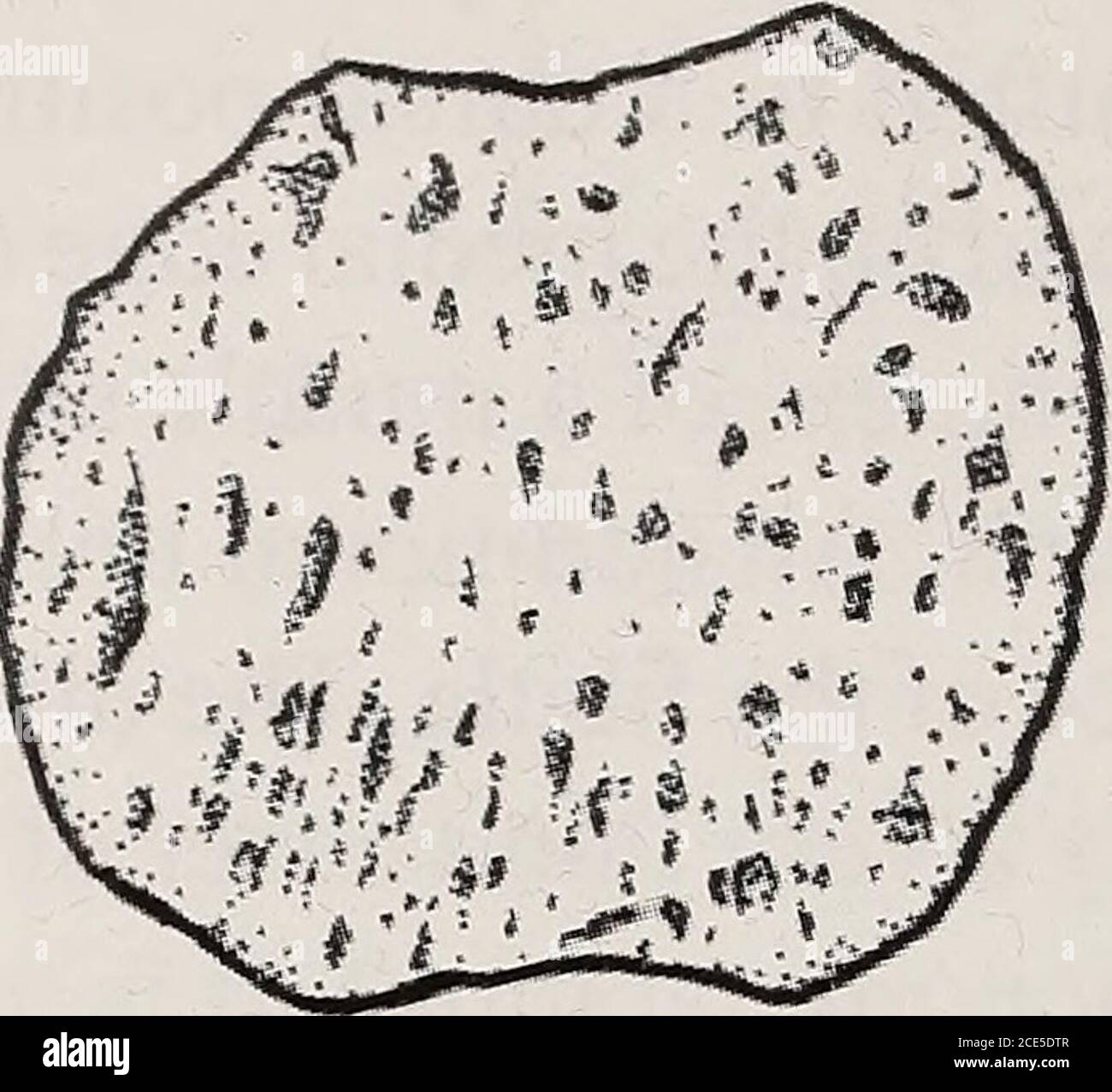 Osteoderms hi-res stock photography and images - Alamy