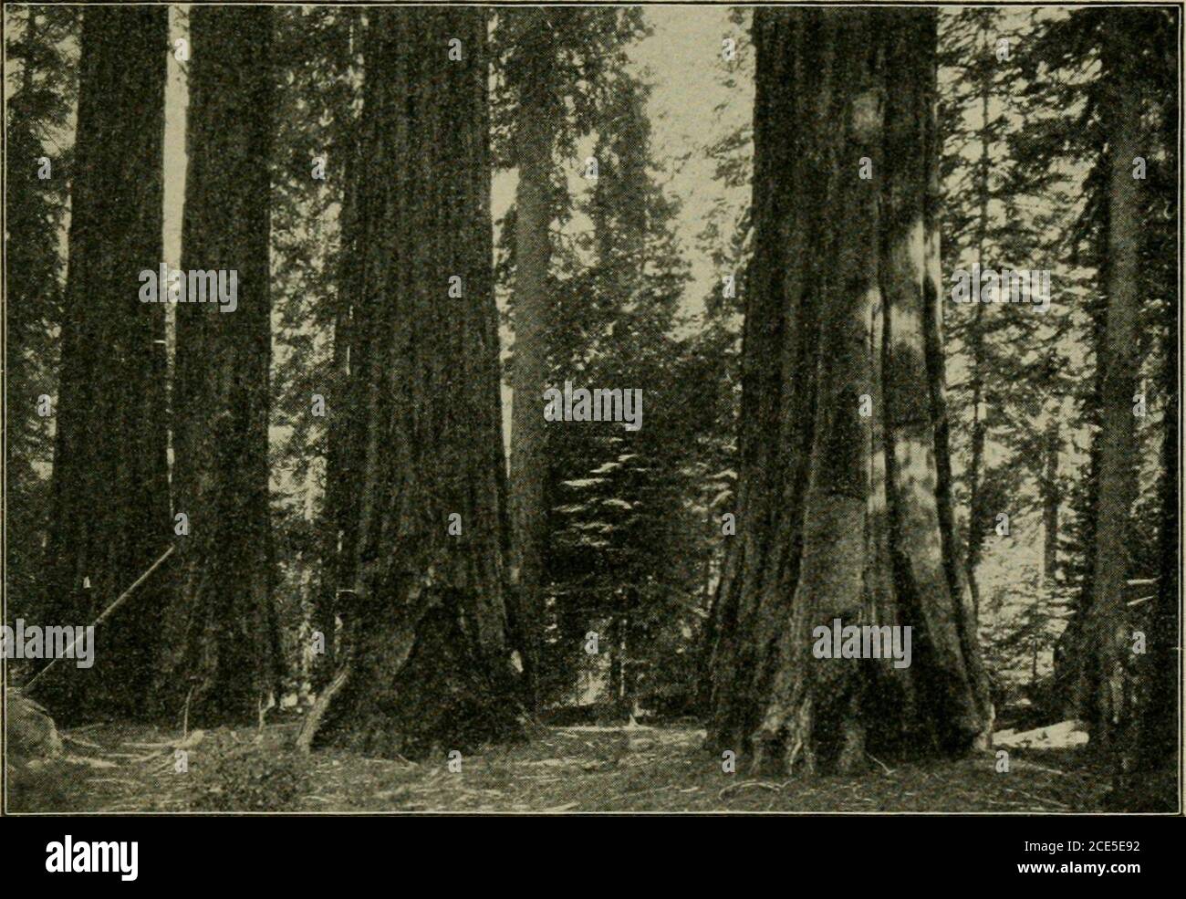 Scale like leaves sharp hi-res stock photography and images - Alamy