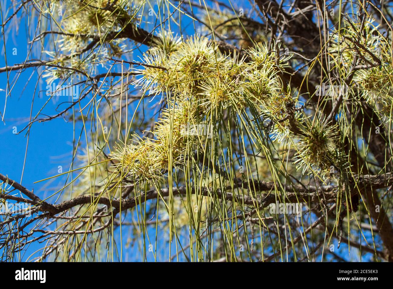 Large cluster of creamy white flowers and foliage of Grevillea ...