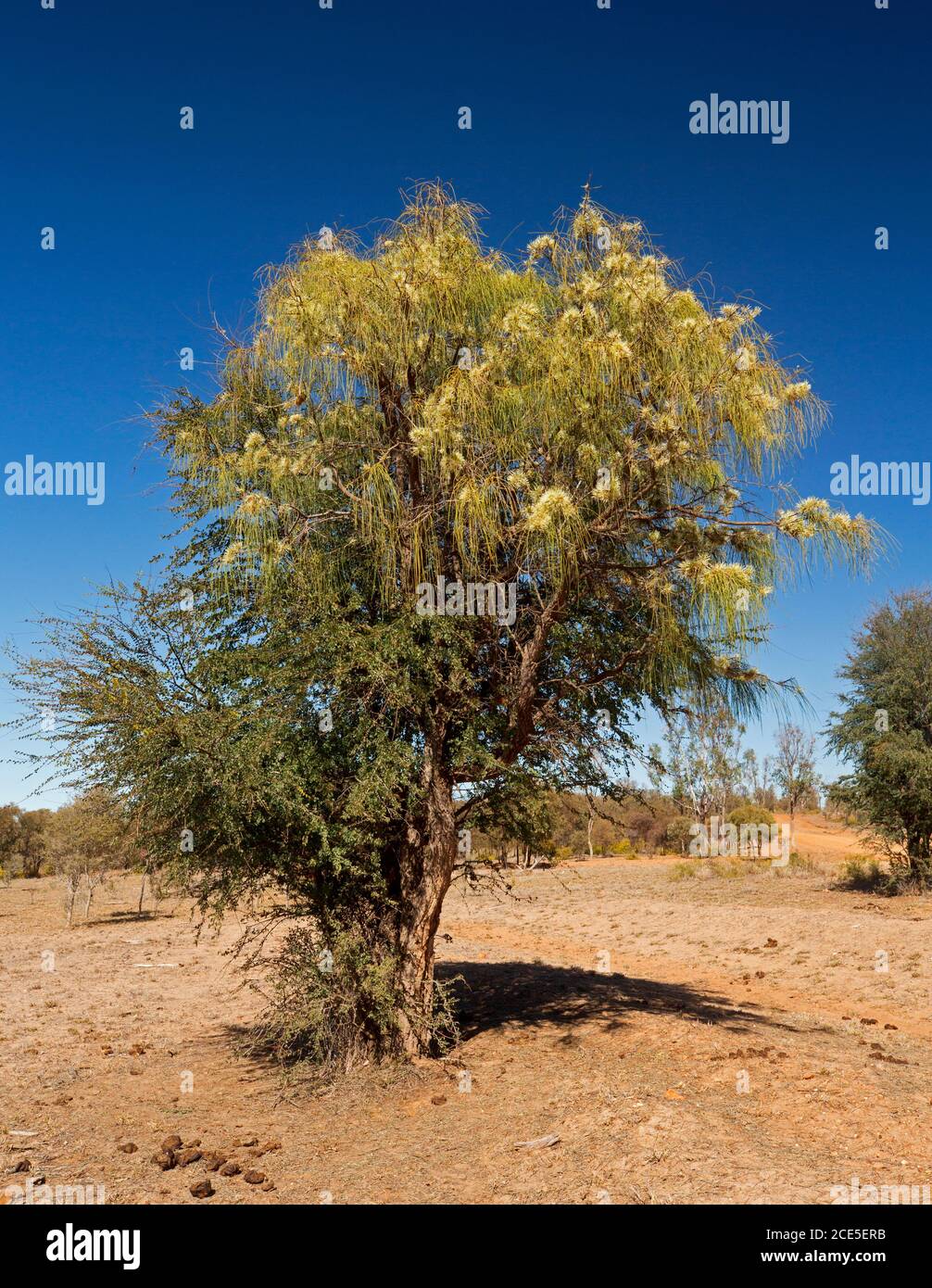 Grevillea parallela against blue sky, an Australian native tree known ...