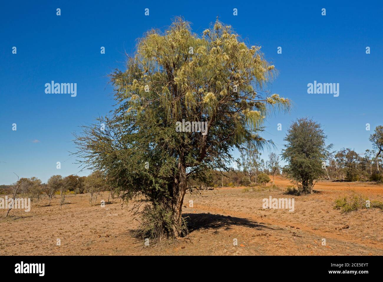 Grevillea parallela against blue sky, an Australian native tree known ...