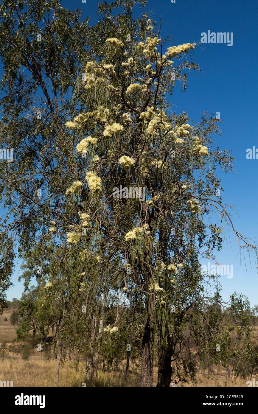 Grevillea Tree High Resolution Stock Photography and Images - Alamy