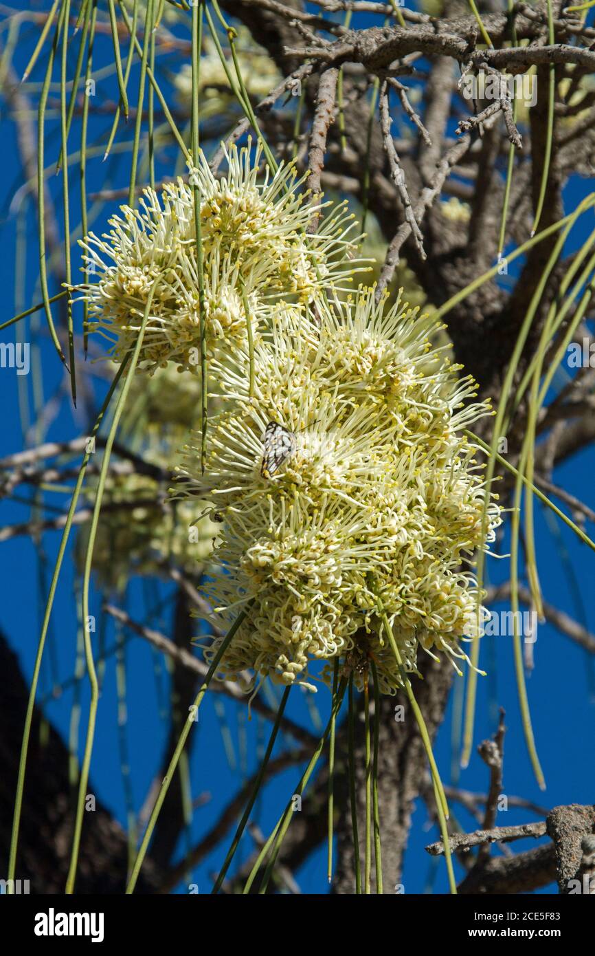 White oak tree flowers hi-res stock photography and images - Alamy