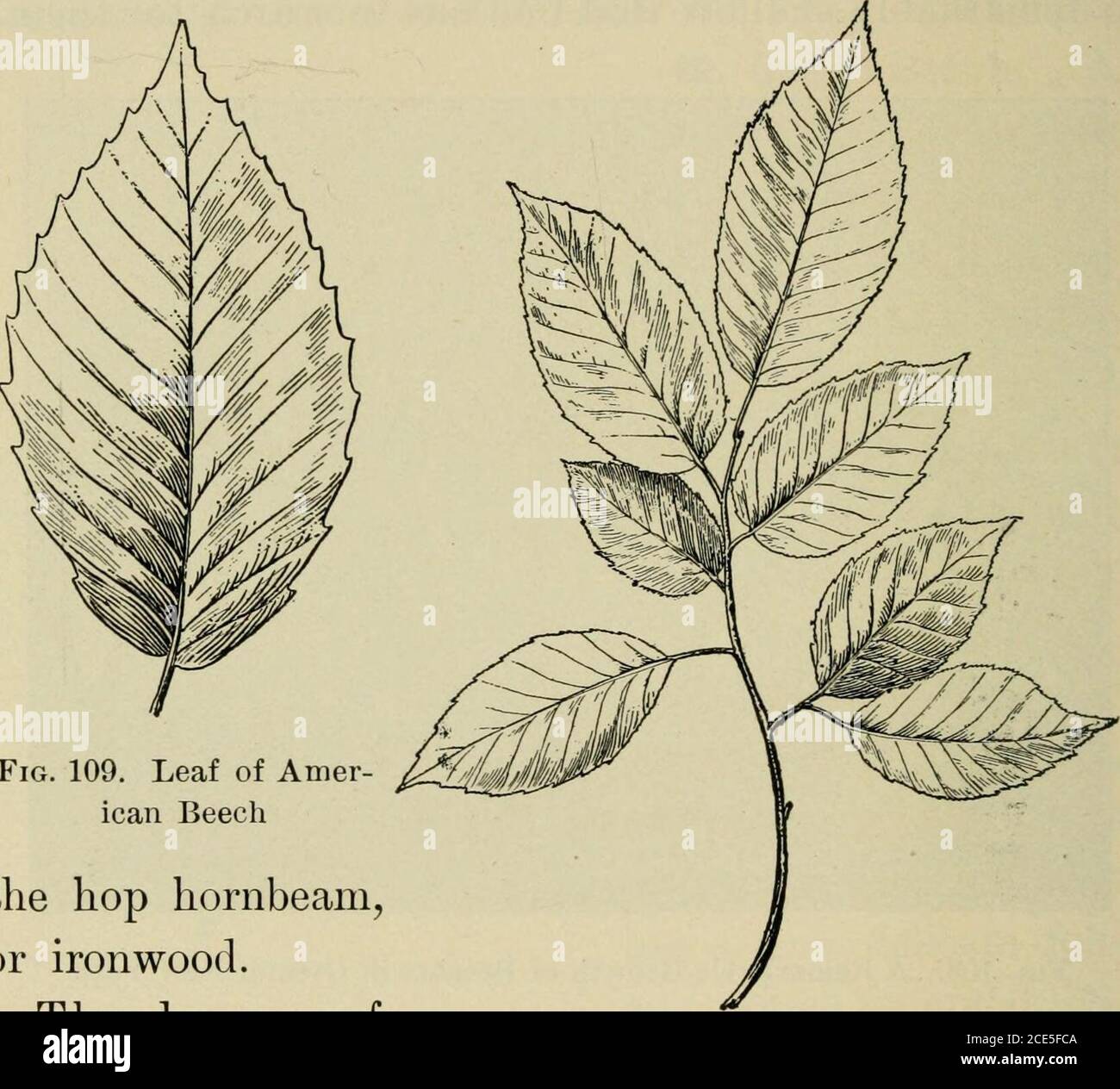 . Elementary woodworking . Fig. 107. Leaf of Gray Birch TREES HAVING ...