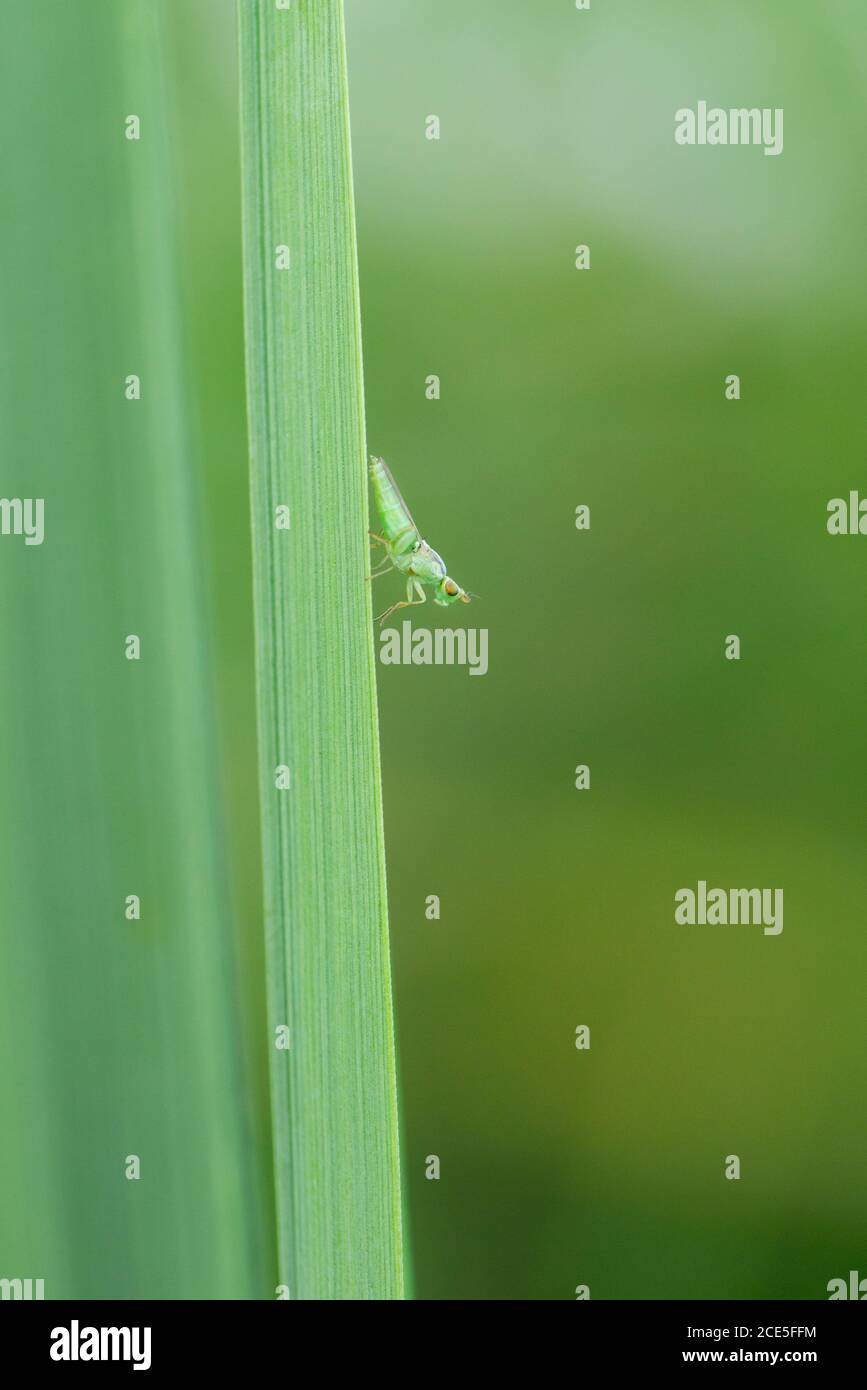 Frit fly hi-res stock photography and images - Alamy
