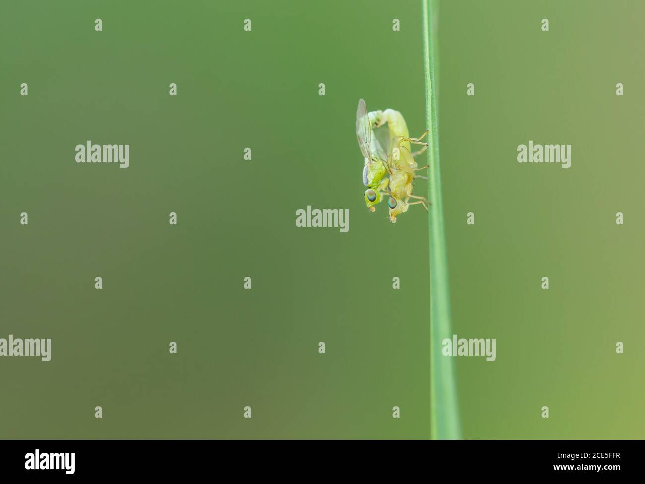 Frit fly hi-res stock photography and images - Alamy