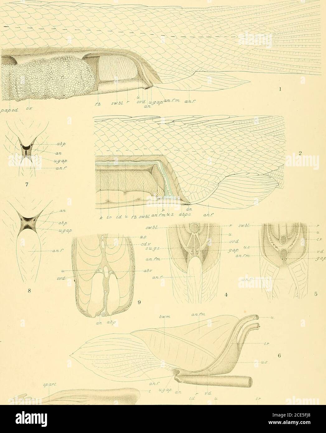 . Transactions of the Zoological Society of London . m.ov.w. Median ...