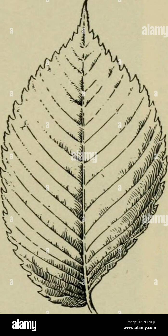 Coarse toothed leaf hi-res stock photography and images - Alamy