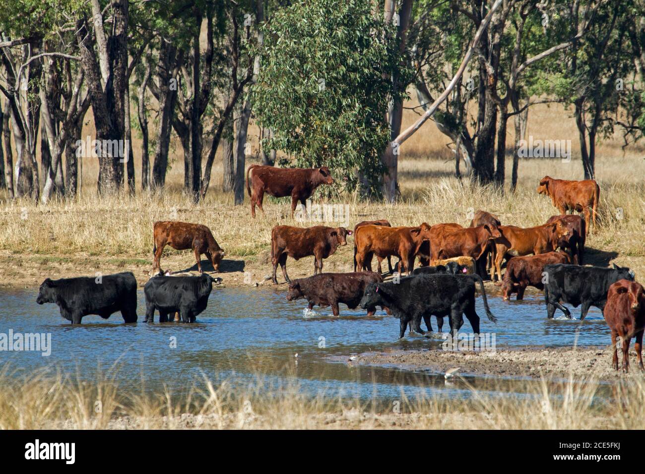 Cattle drinking water hi-res stock photography and images - Alamy