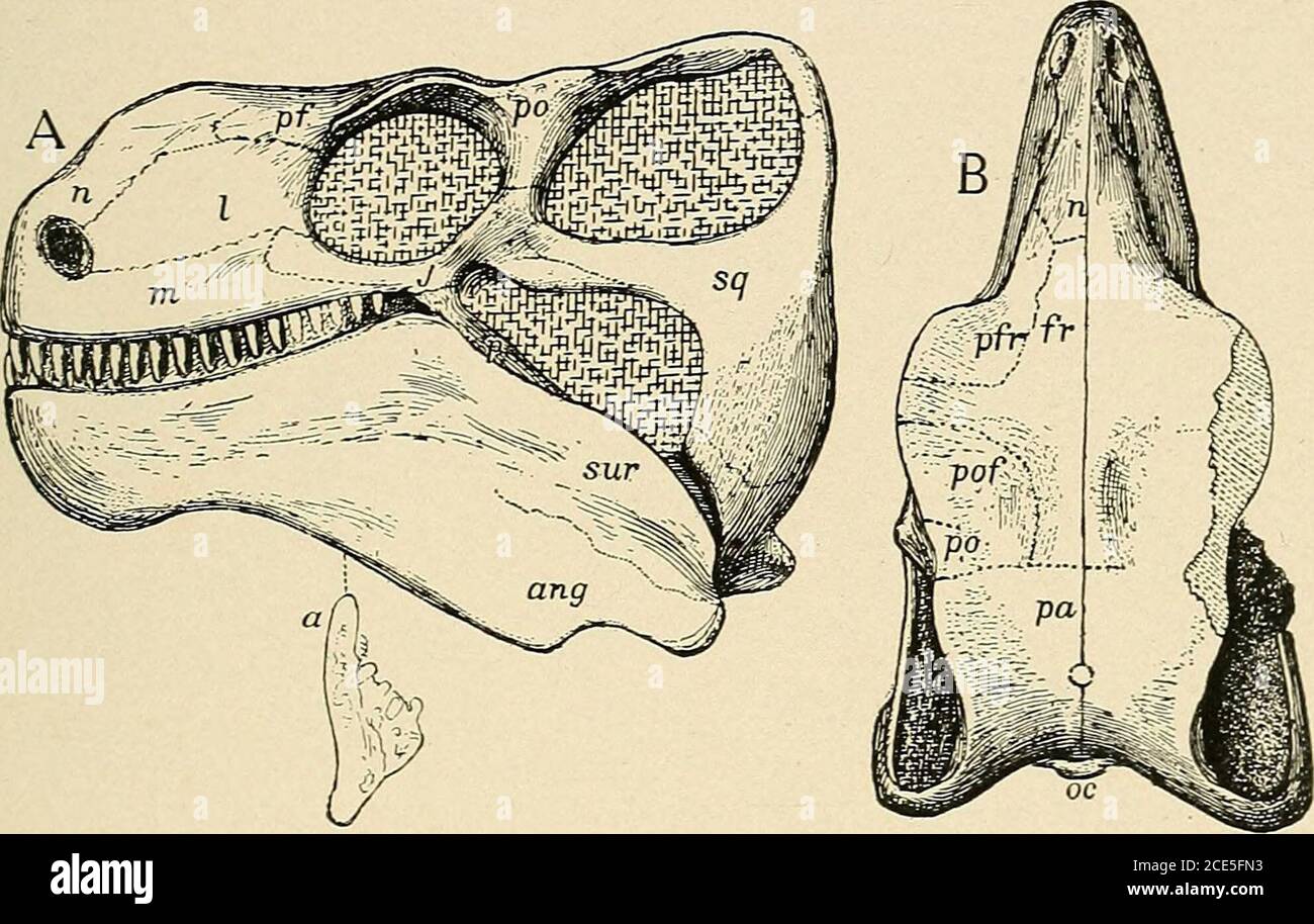 Cotylosaur hi-res stock photography and images - Alamy