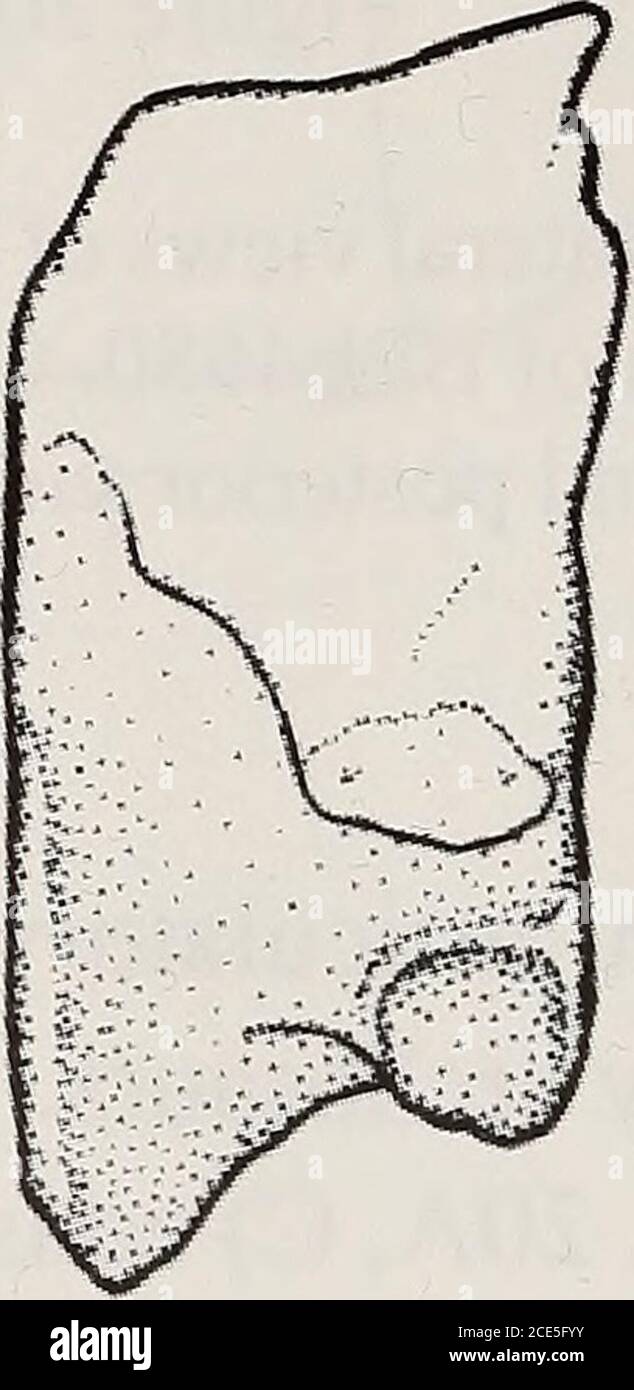 . Annals of the South African Museum = Annale van die Suid-Afrikaanse ...