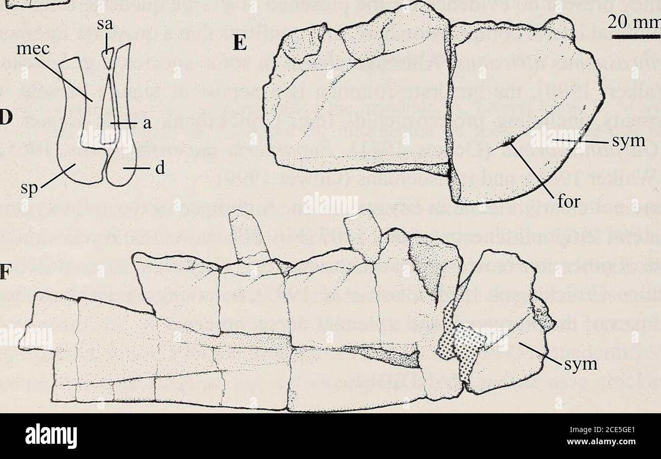 Erythrosuchus africanus hi-res stock photography and images - Alamy