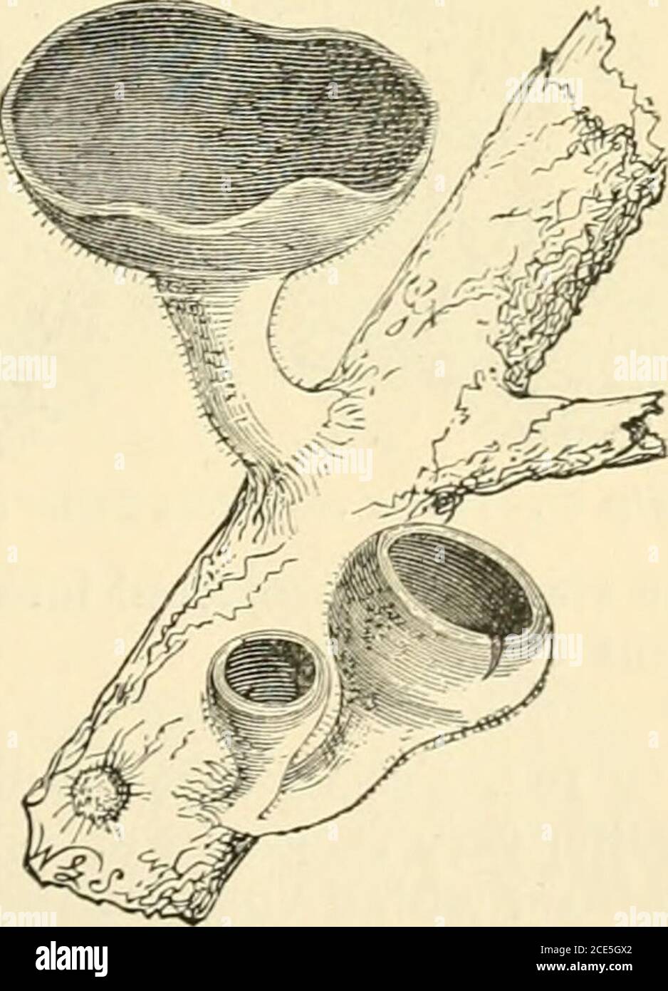 . Guide to Sowerby's models of British fungi in the Department of ...