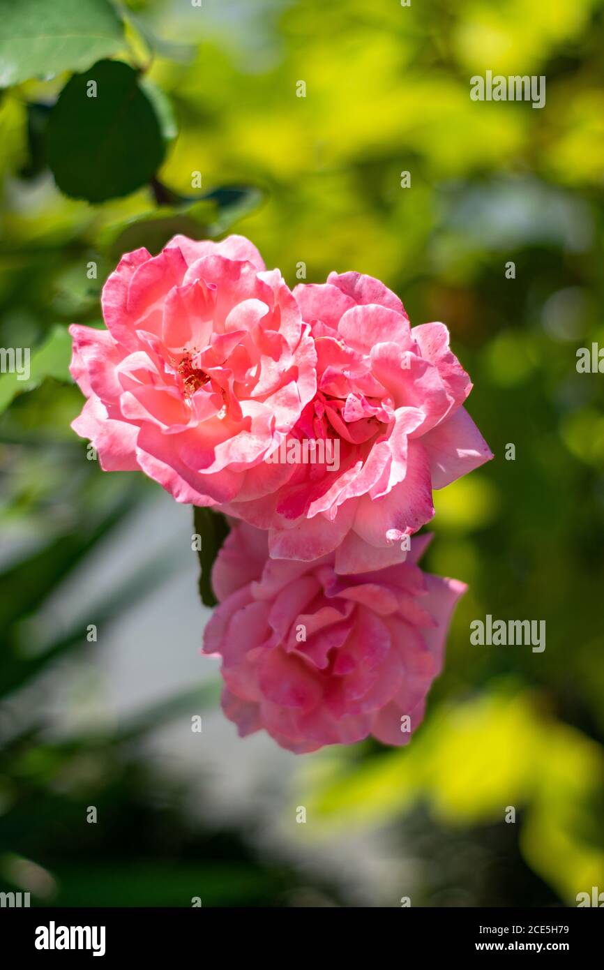 Love plants hi-res stock photography and images - Alamy