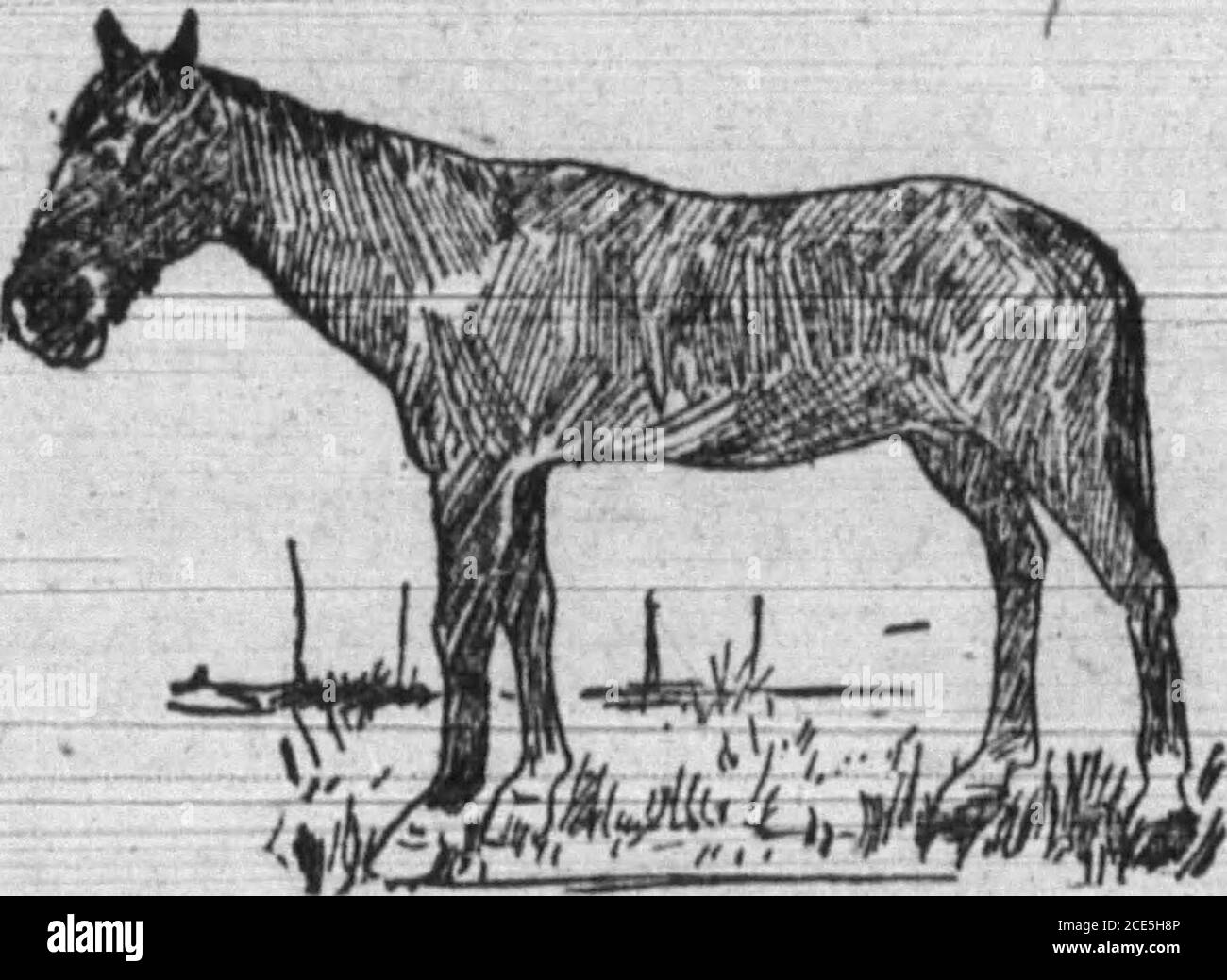 Corn into silage for animals Black and White Stock Photos & Images - Alamy