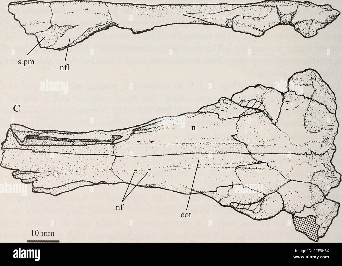 Erythrosuchus africanus hi-res stock photography and images - Alamy