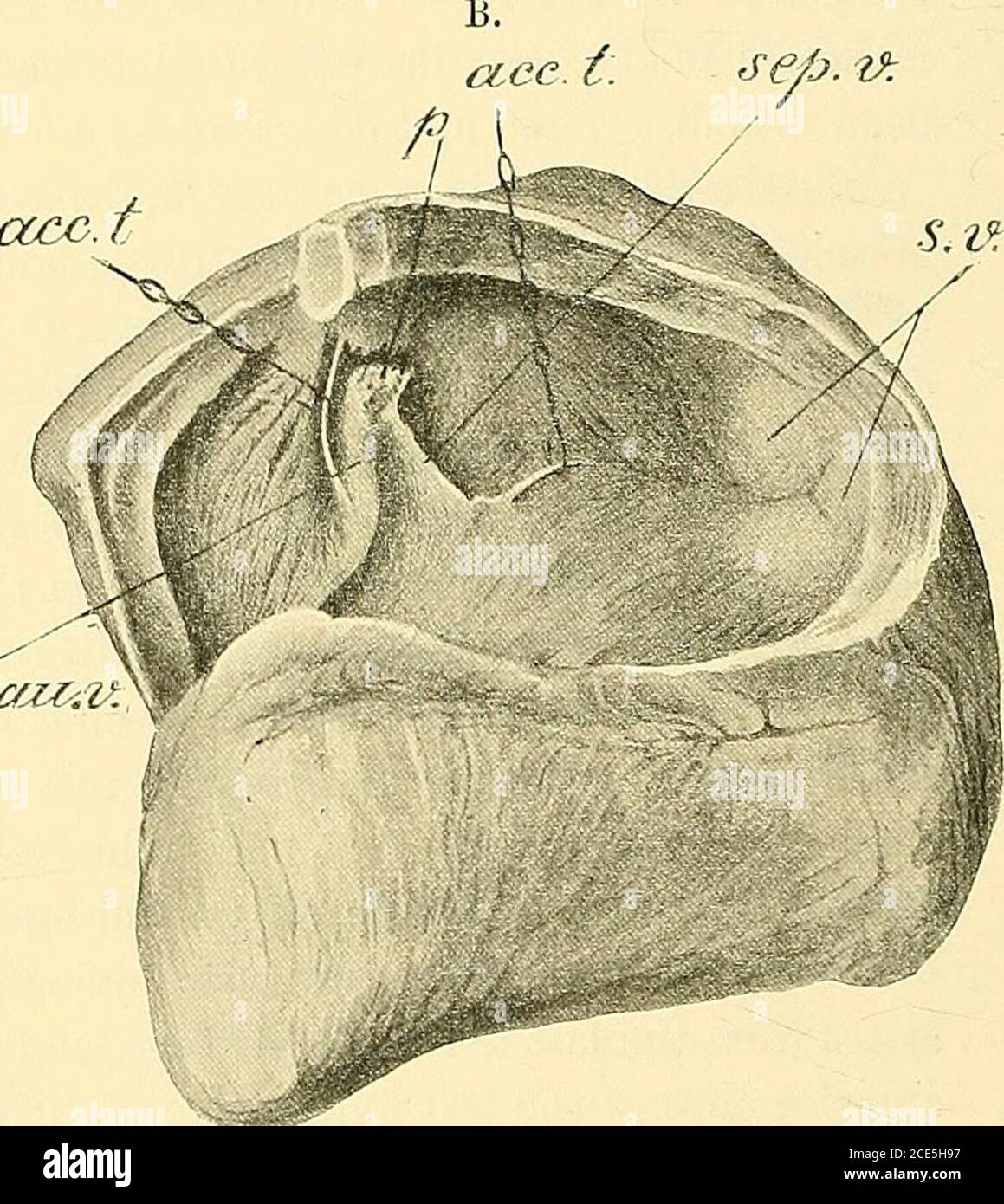 Auriculo ventricular valves hi-res stock photography and images - Alamy
