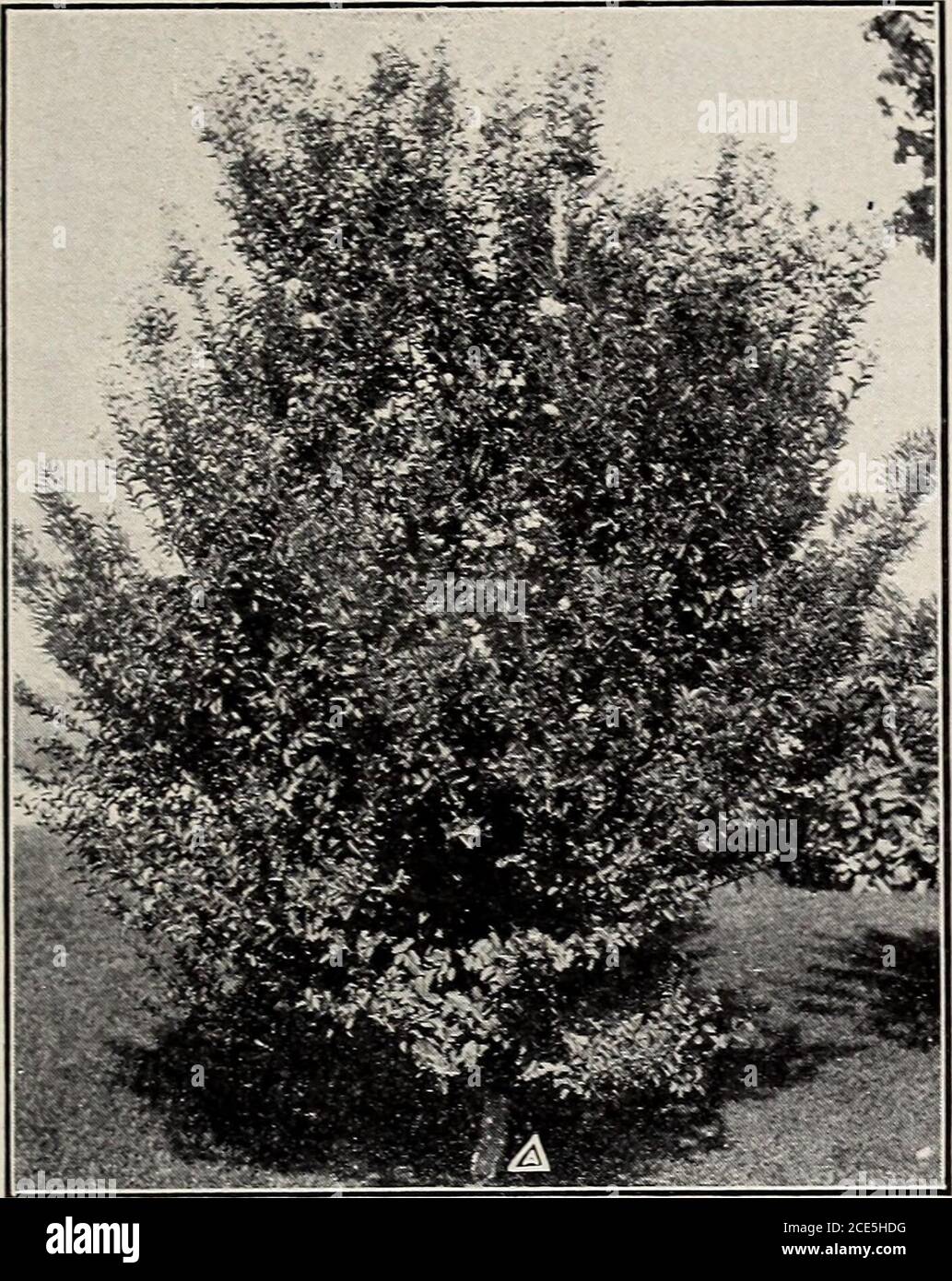 Dwarf crape myrtle hi-res stock photography and images - Alamy