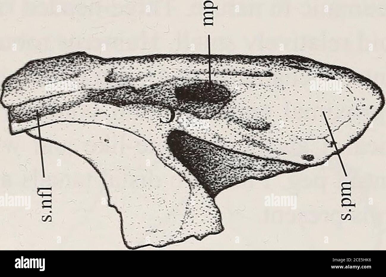 . Annals of the South African Museum = Annale van die Suid-Afrikaanse ...