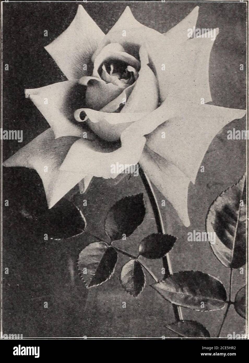 Safrano rose hi-res stock photography and images - Alamy