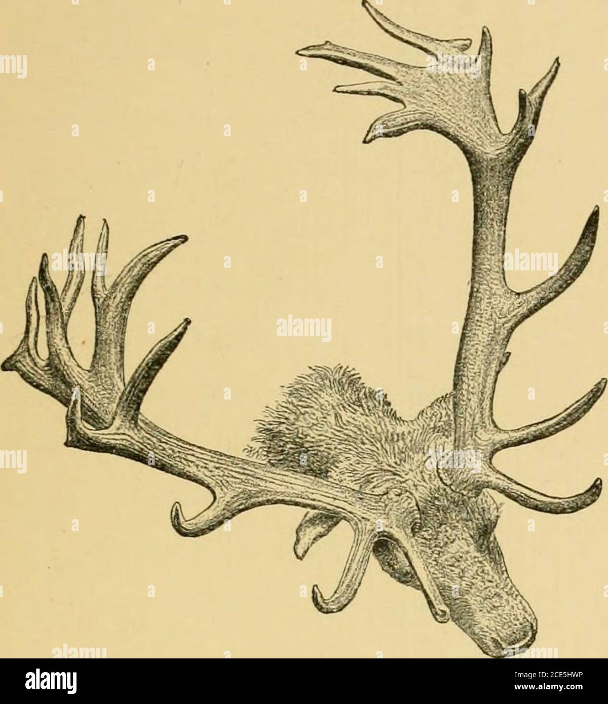 White spots on forehead hi-res stock photography and images - Alamy