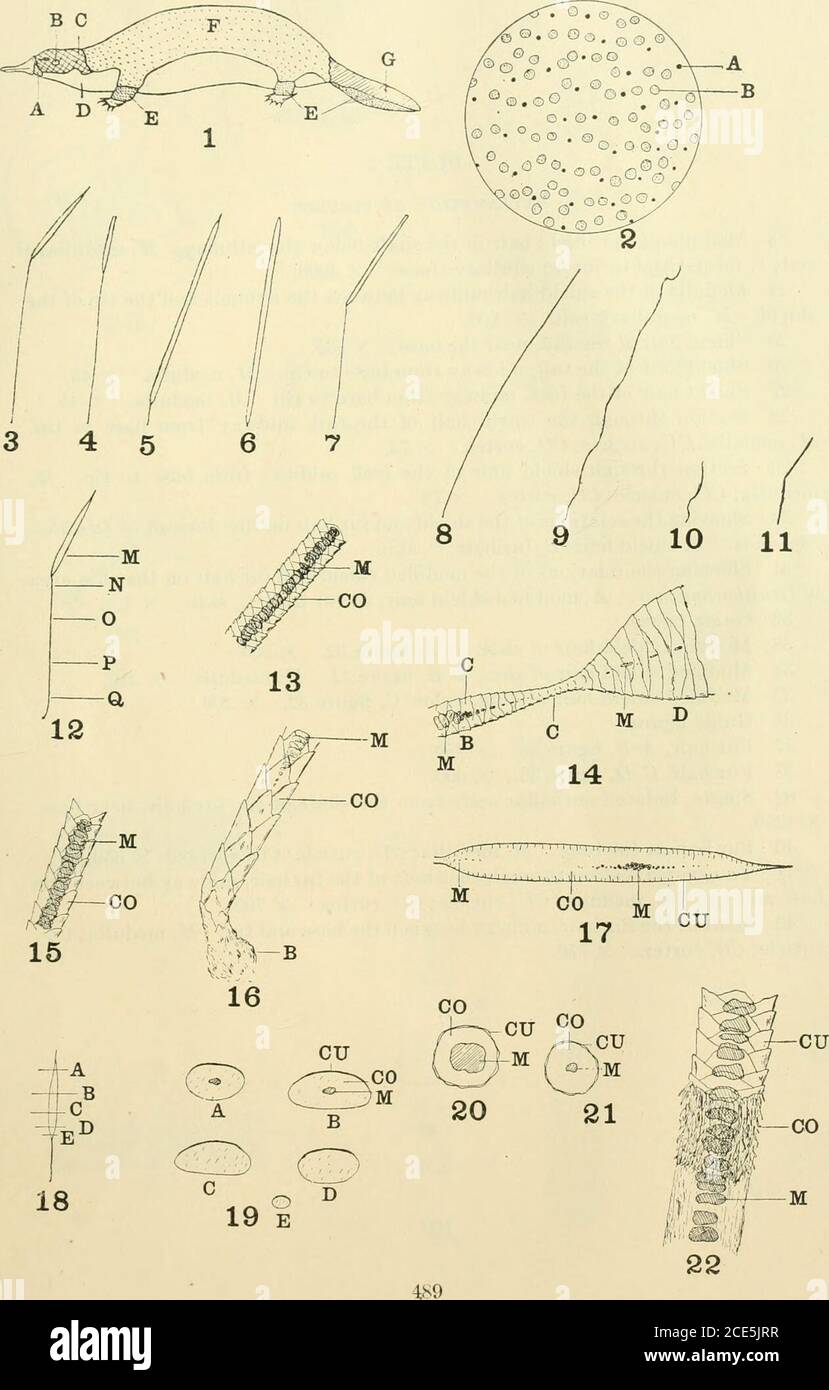 . The American journal of anatomy . of shield hair. M, medulla; CO ...