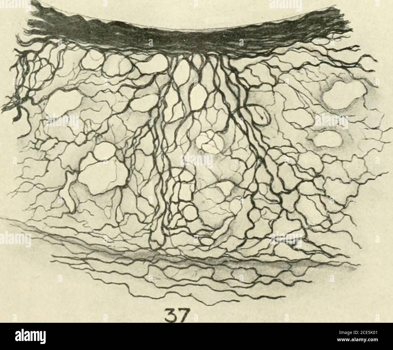 . The American journal of anatomy . Fig. 36 Reticular fibers. The lung ...