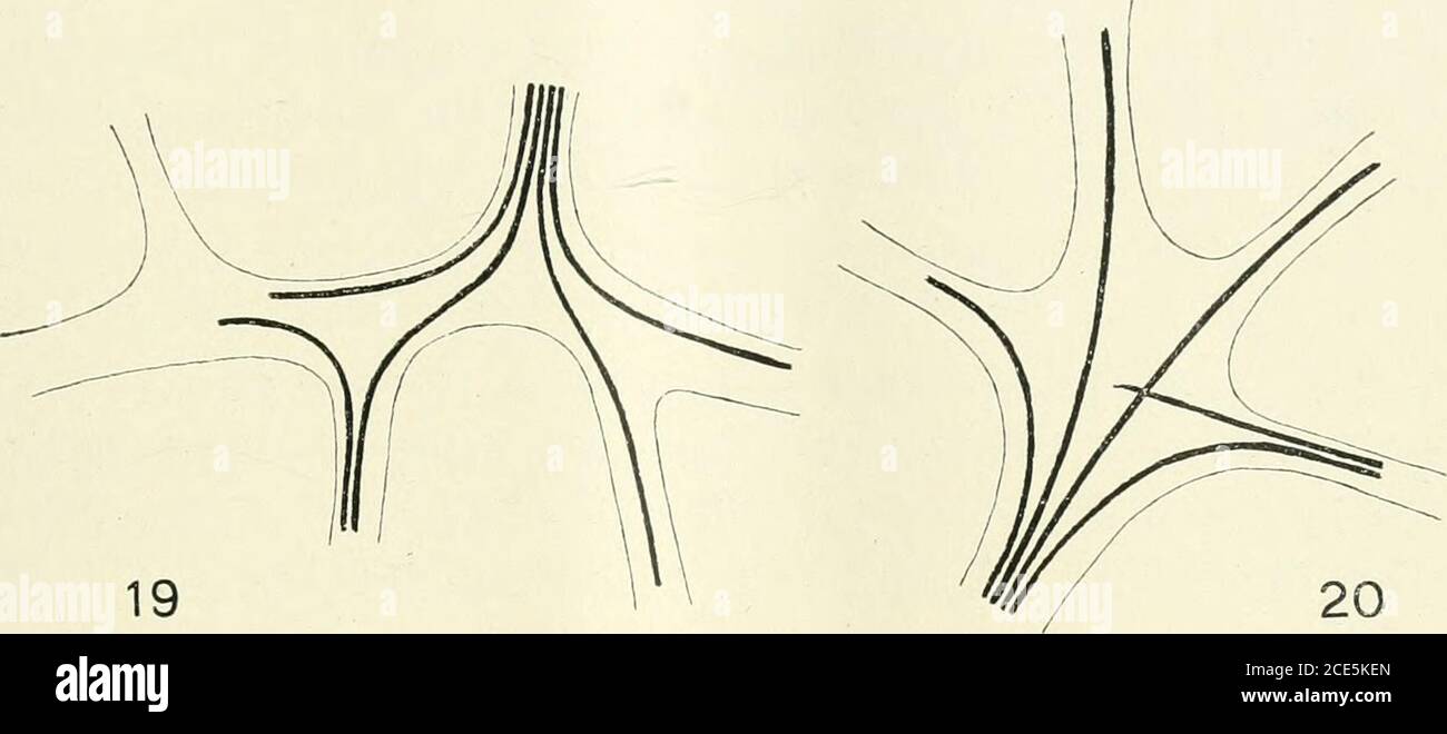 Gecko anatomy hi-res stock photography and images - Alamy