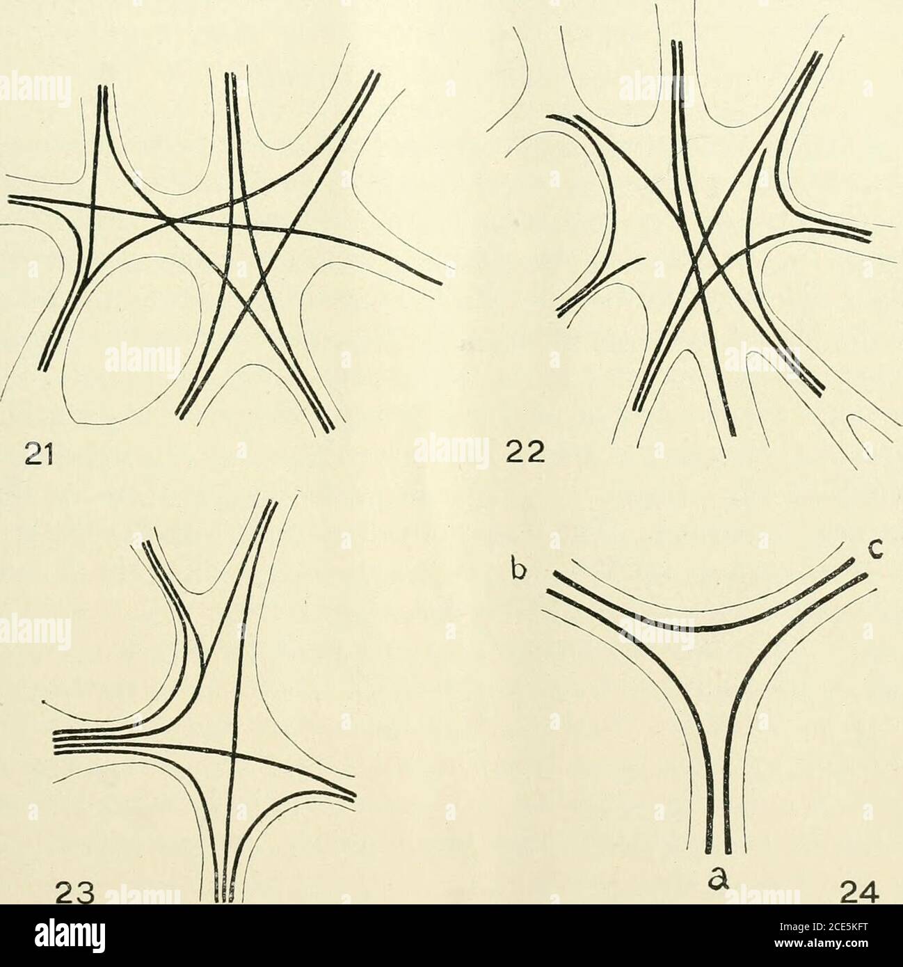 Gecko anatomy hi-res stock photography and images - Alamy