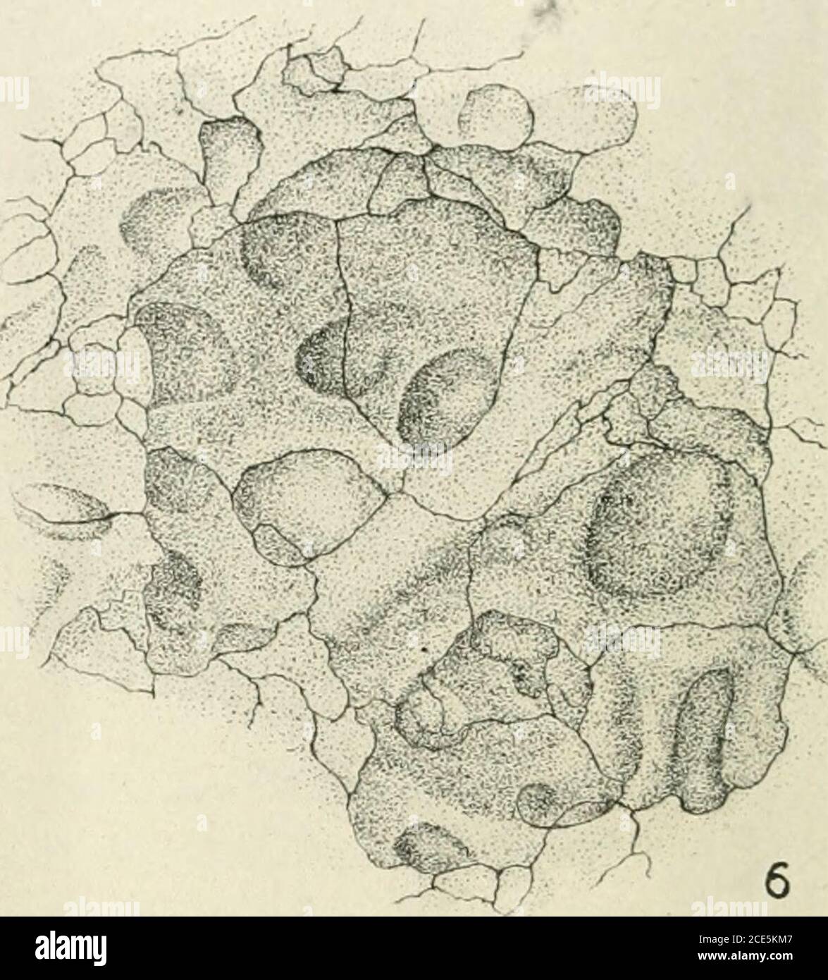 . The American journal of anatomy Stock Photo - Alamy