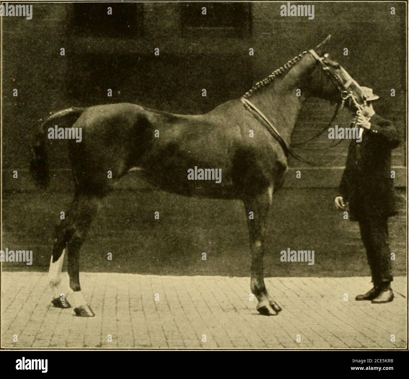 Horse and hack carriage hi-res stock photography and images - Alamy