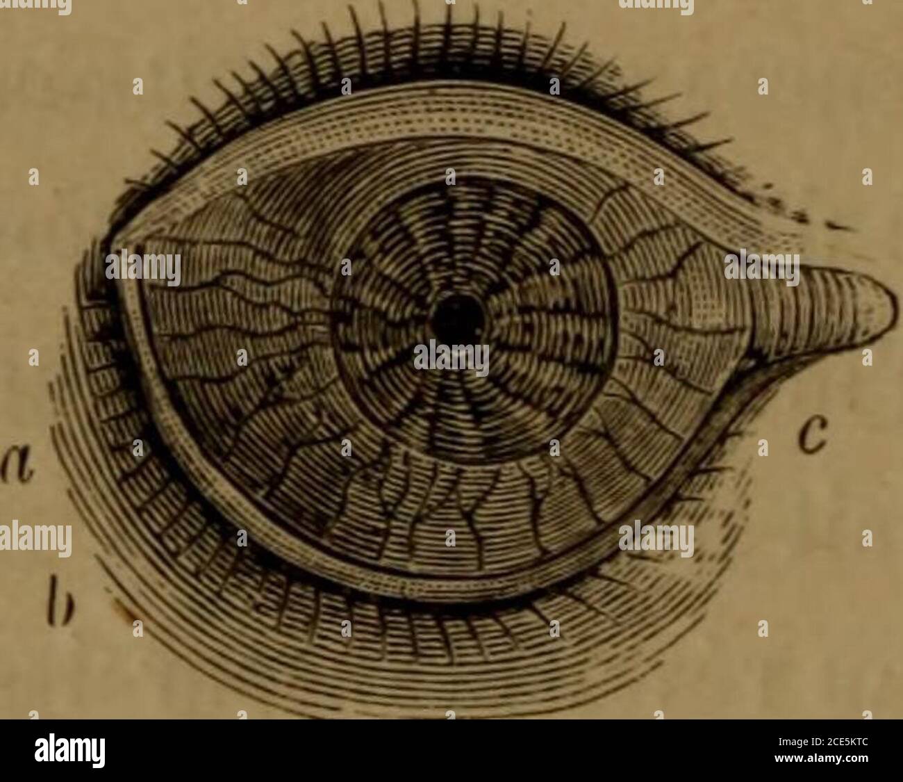 Maladies inflammatoires hi-res stock photography and images - Alamy