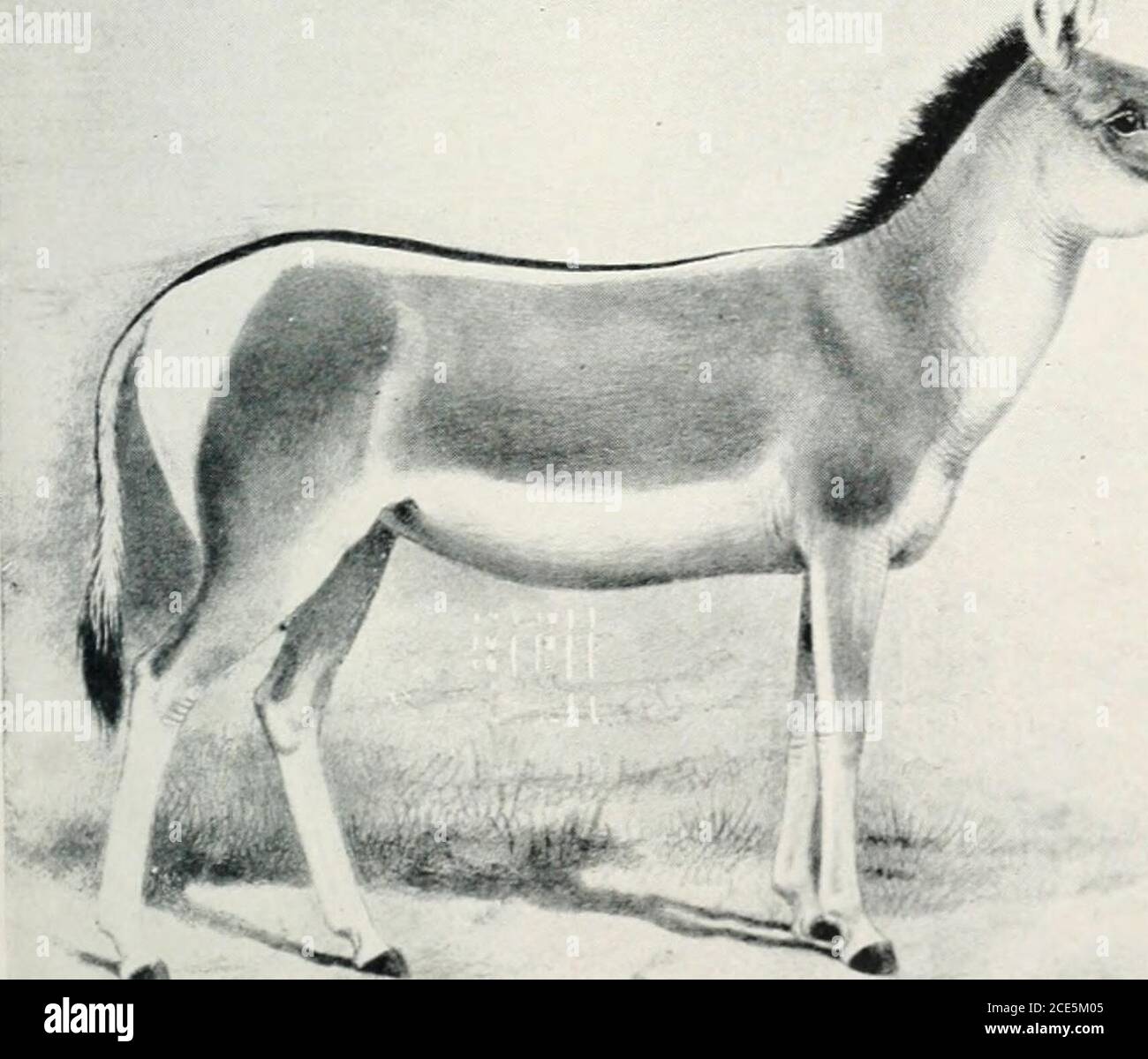 Horse buttocks not arabian hi-res stock photography and images - Alamy