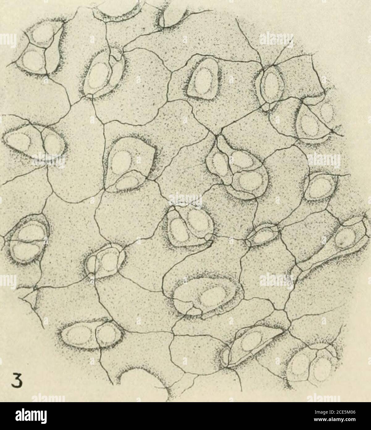 . The American journal of anatomy Stock Photo - Alamy