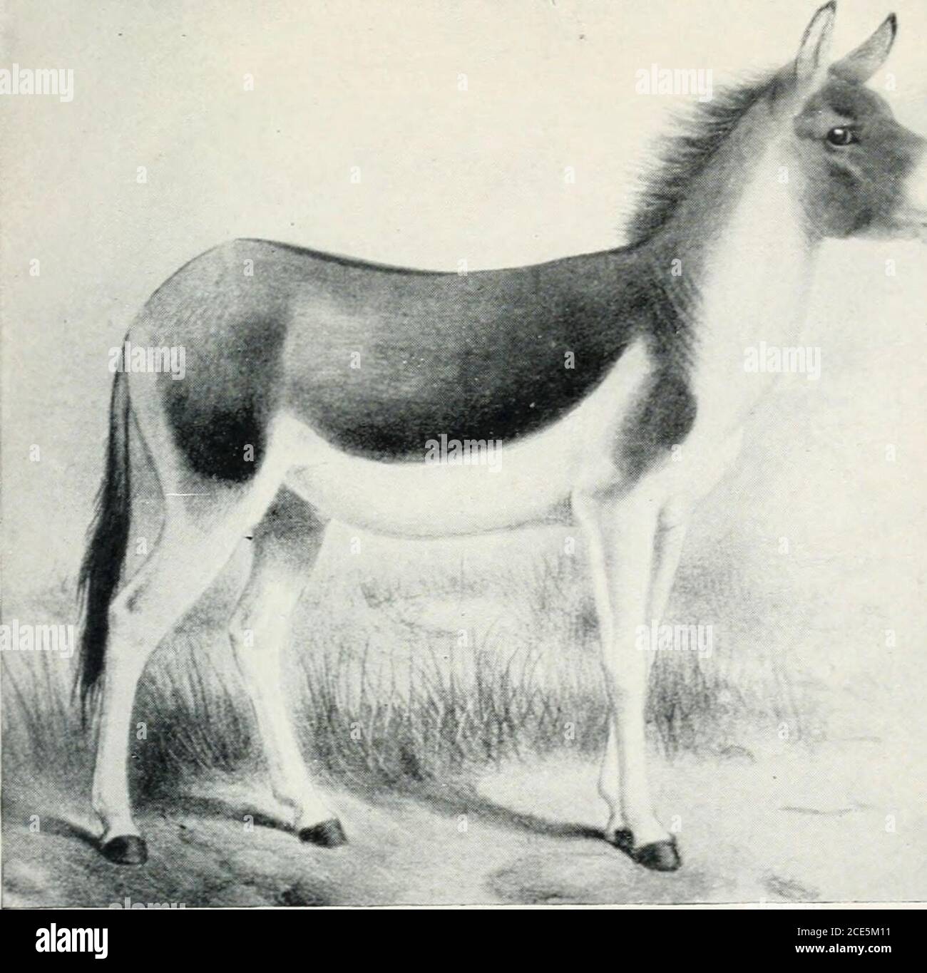 Equus kiang hi-res stock photography and images - Alamy