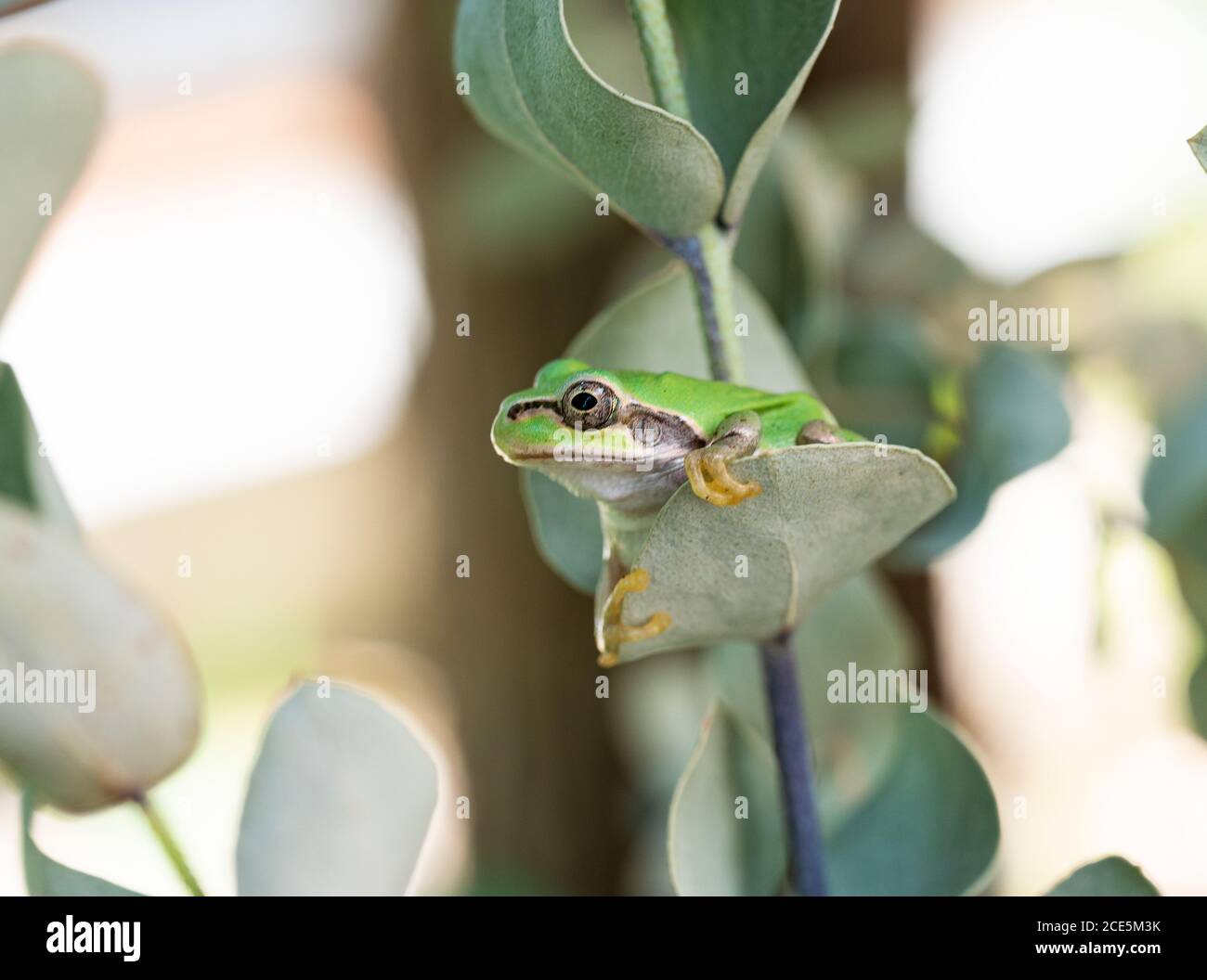 Japanese tree frog hi-res stock photography and images - Alamy