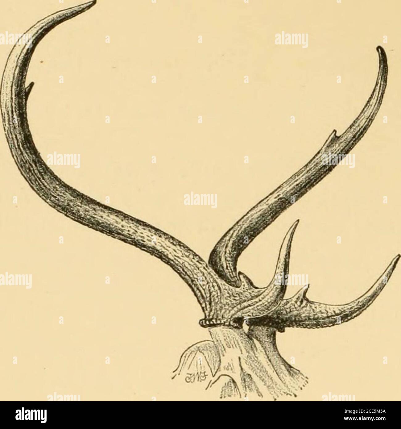 . Horn measurements and weights of the great game of the world: being a ...