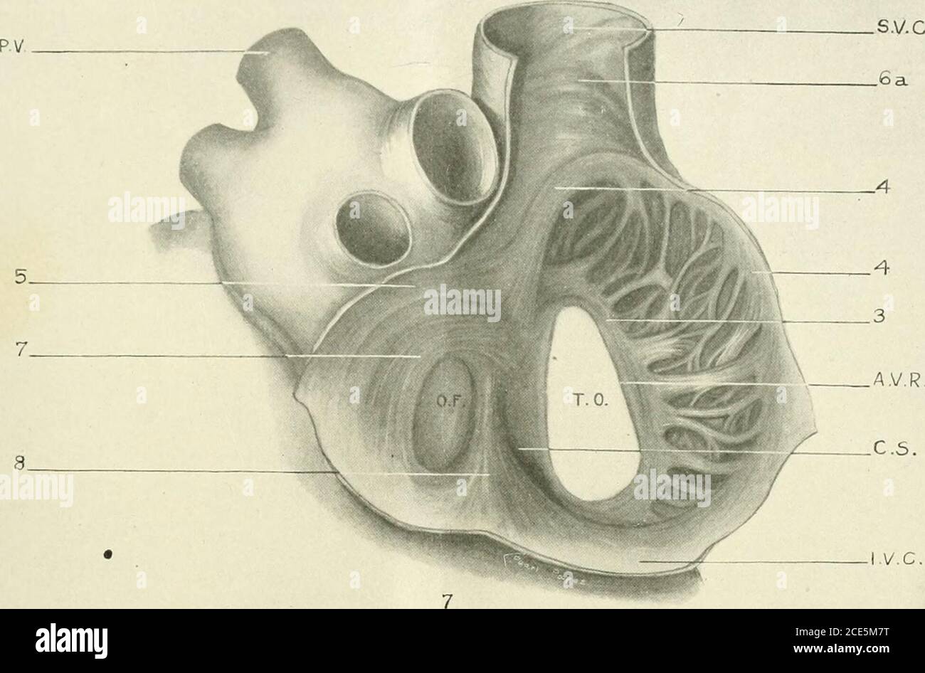 . The American journal of anatomy . 283 PLATE 4 EXPLANATION OF FIGURES ...