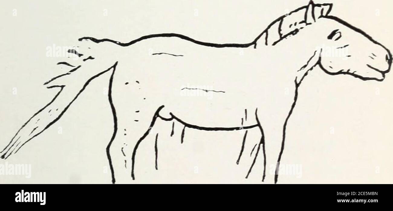 . The horse and its relatives . Fig. 2. Fig. I. Frontlet of Horse ...