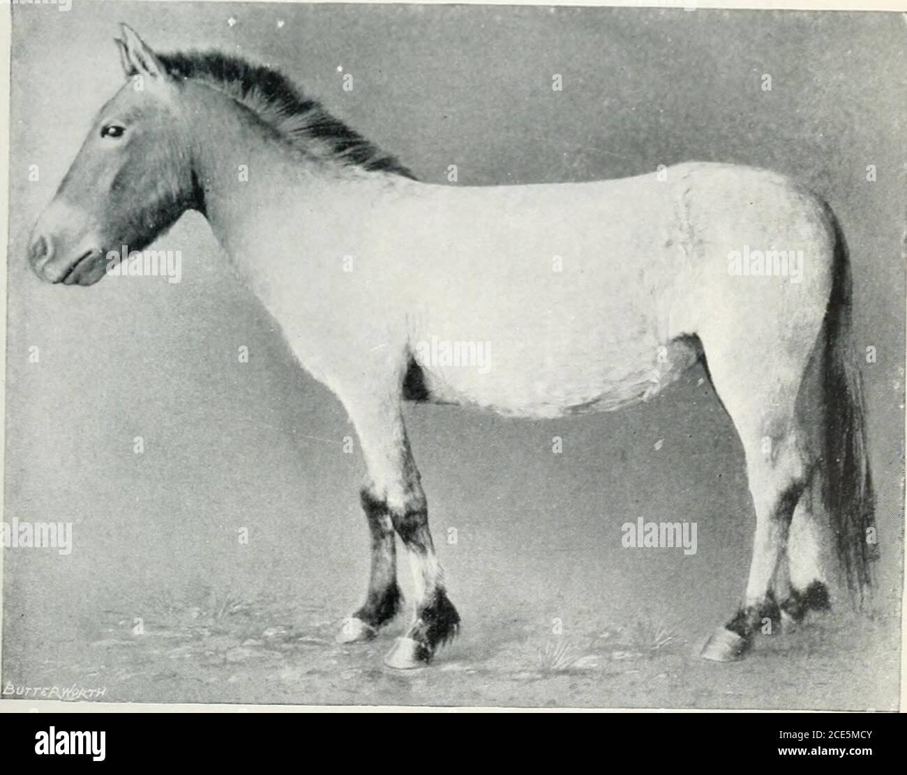 Three nooses hi-res stock photography and images - Alamy