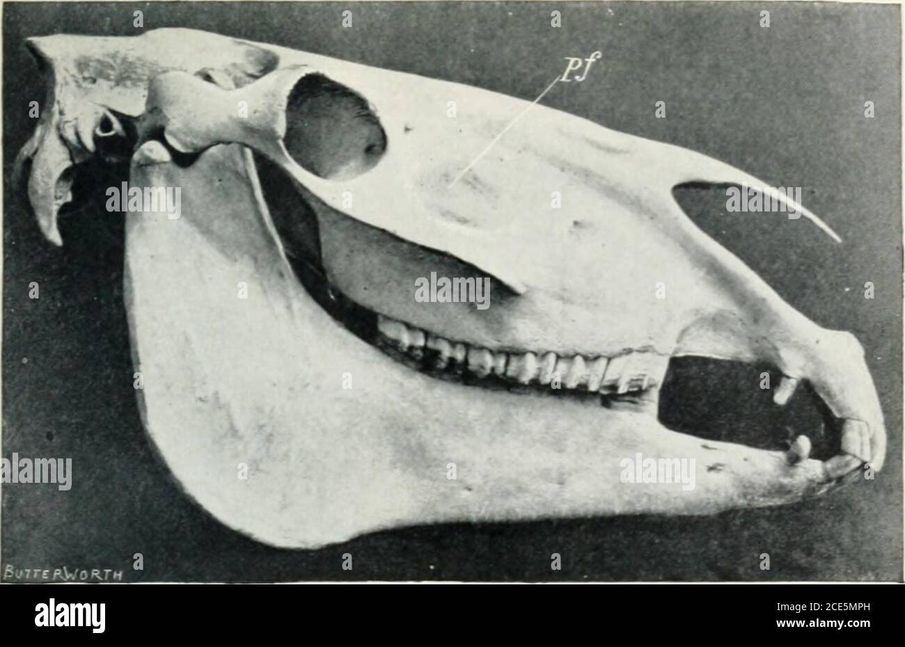 Domesticatedhorses hi-res stock photography and images - Alamy