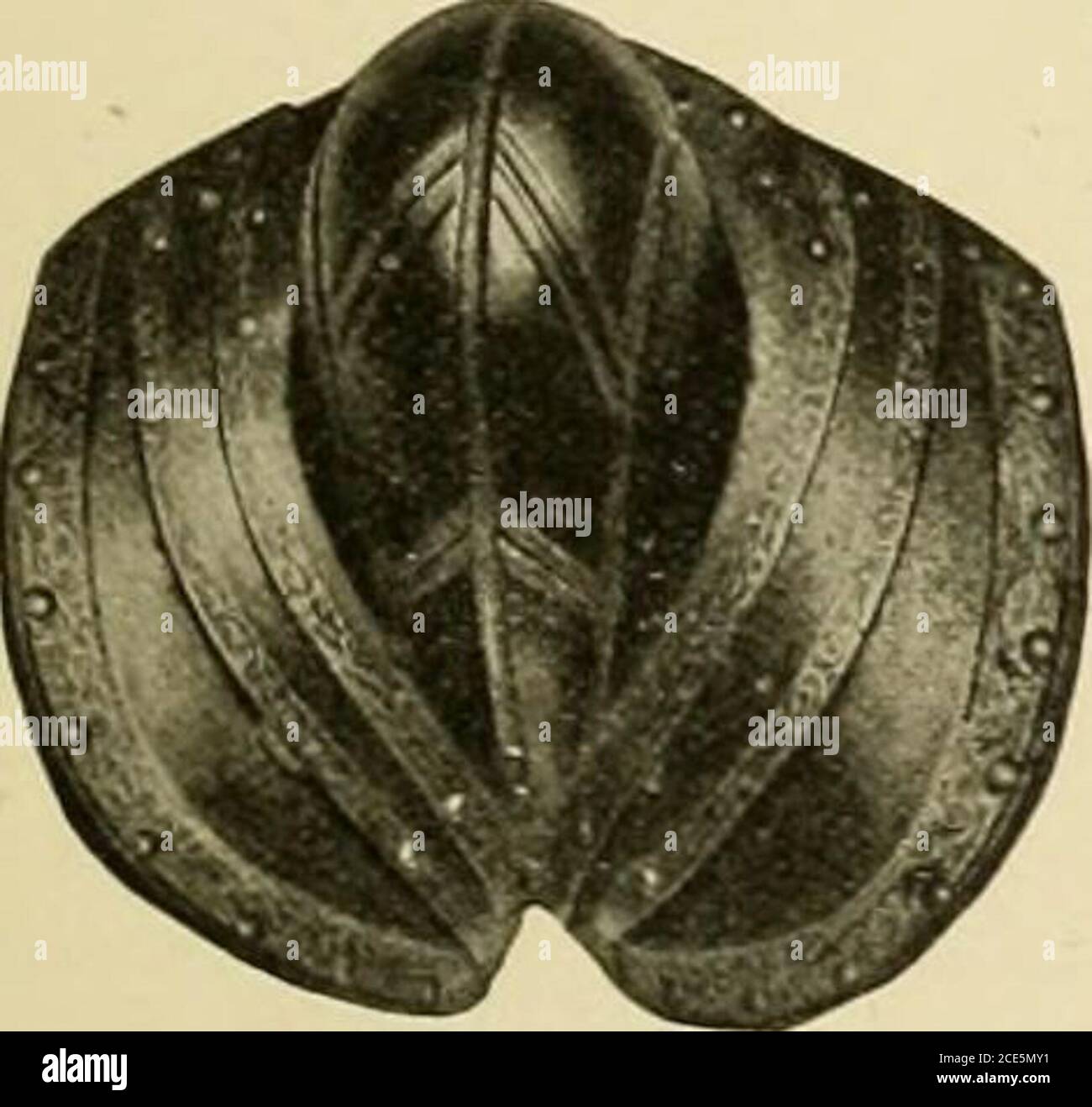 Bridle Gauntlet High Resolution Stock Photography and Images - Alamy