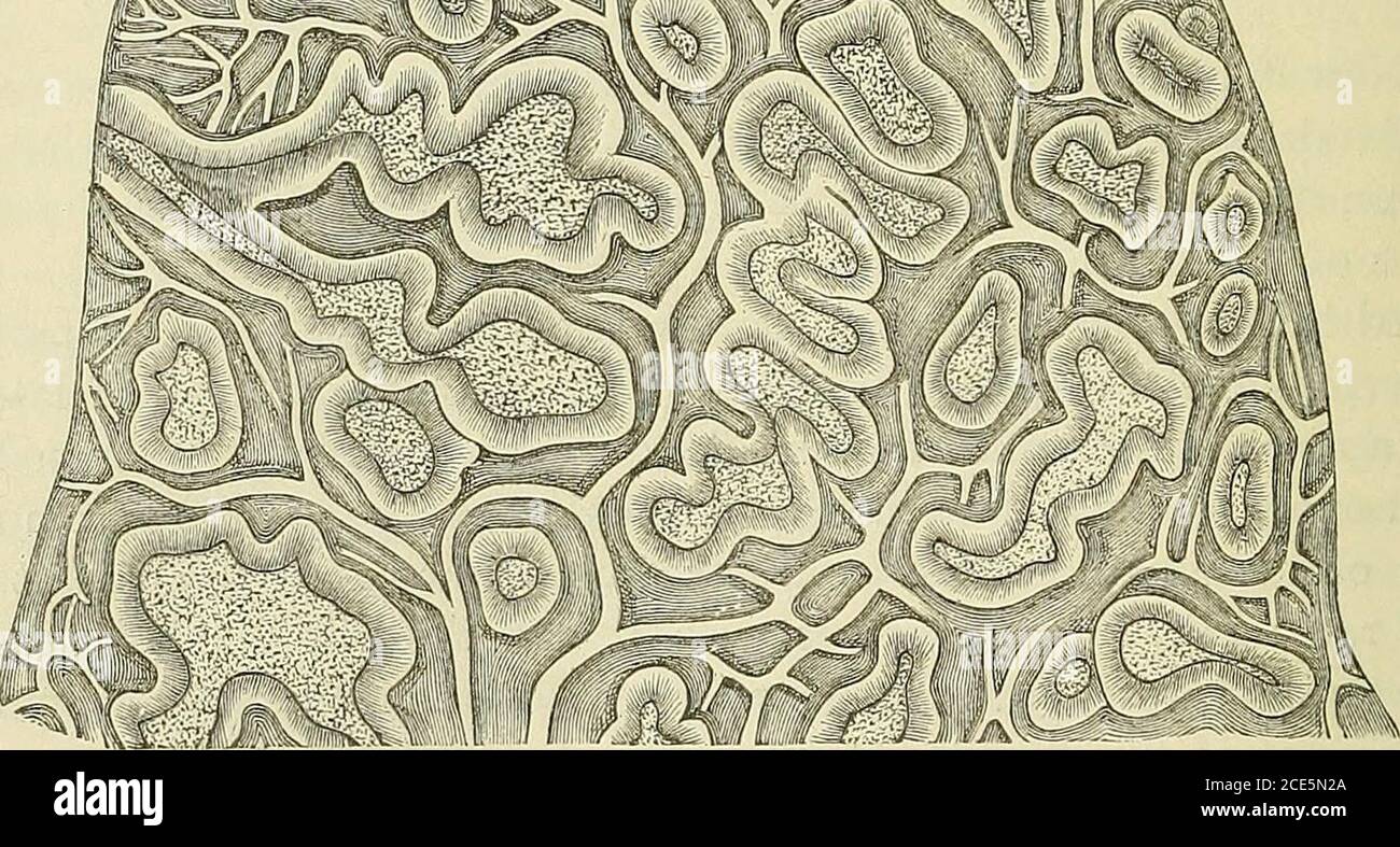 Rectum epithelium hi-res stock photography and images - Alamy