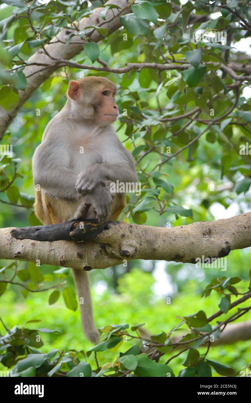 Monkey hanging on the tree hi-res stock photography and images - Alamy