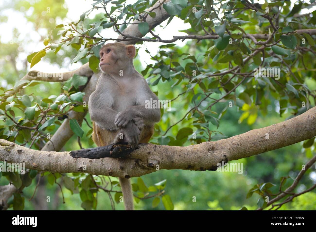 Monkey hanging on the tree hi-res stock photography and images - Alamy