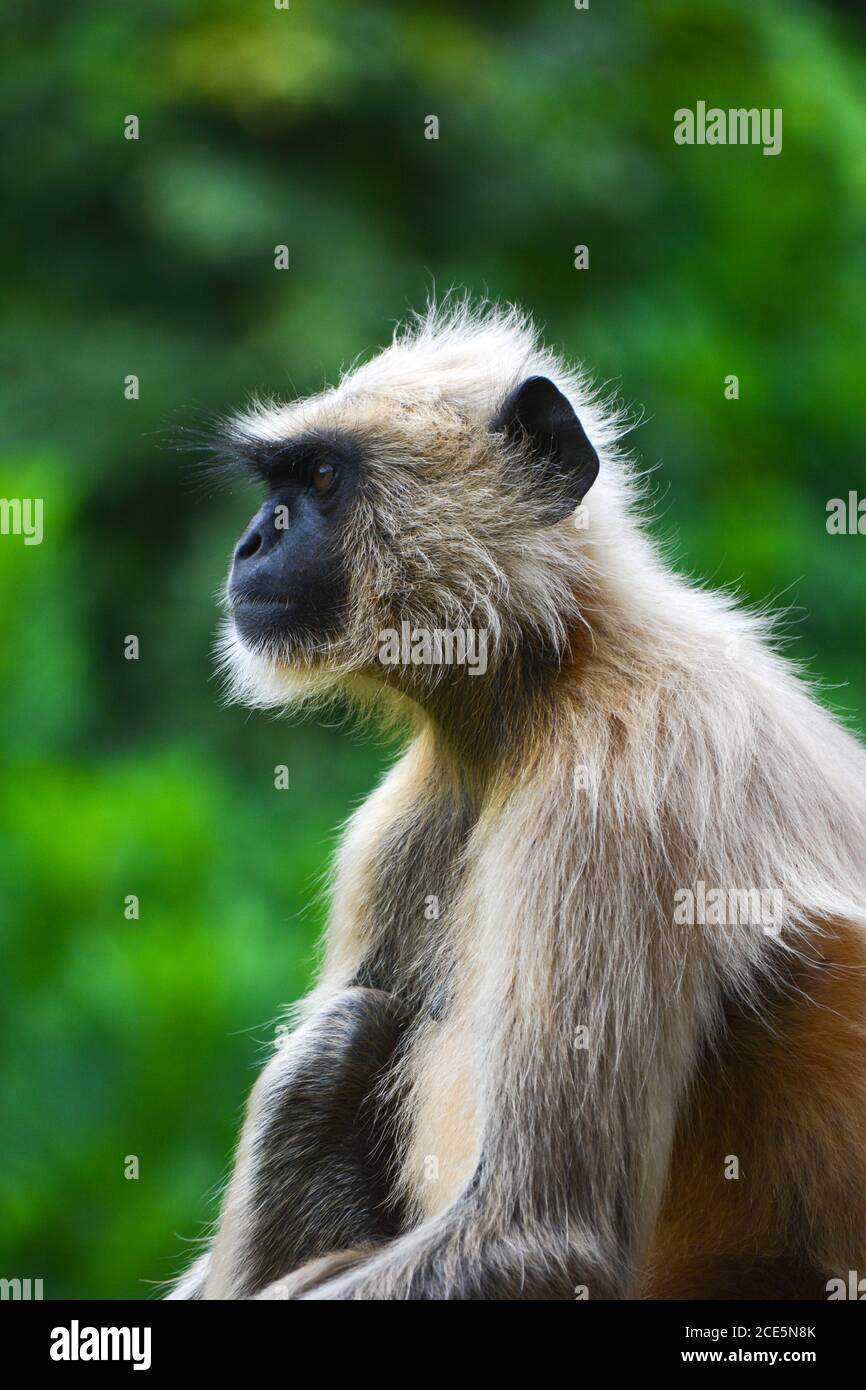 Close-up of a monkey sitting on a natural background Stock Photo - Alamy